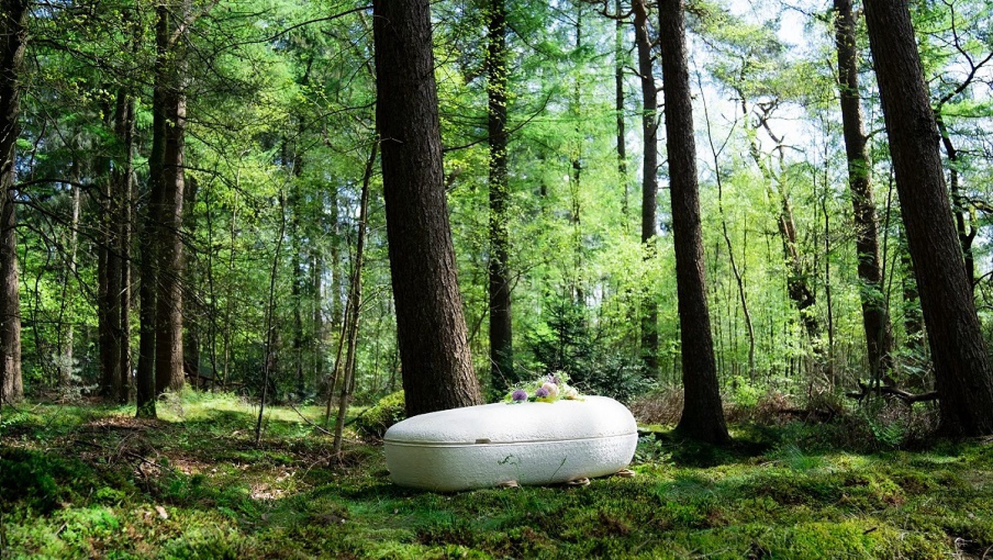 Which is the most eco friendly coffin? – Poppy's Blog – Poppy's Funerals